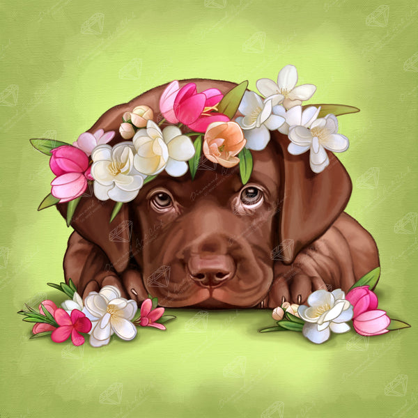 Chocolate Labrador – Diamond Art Club