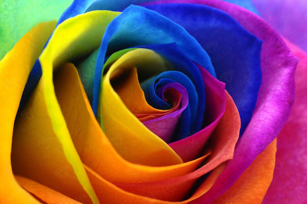 Rainbow Flower Photography